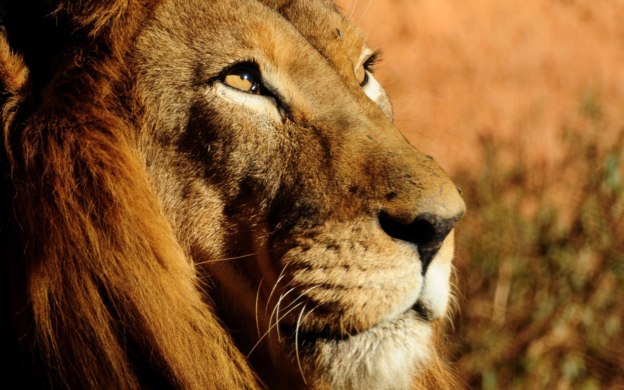8K Resolution Wallpaper WallpaperSafari