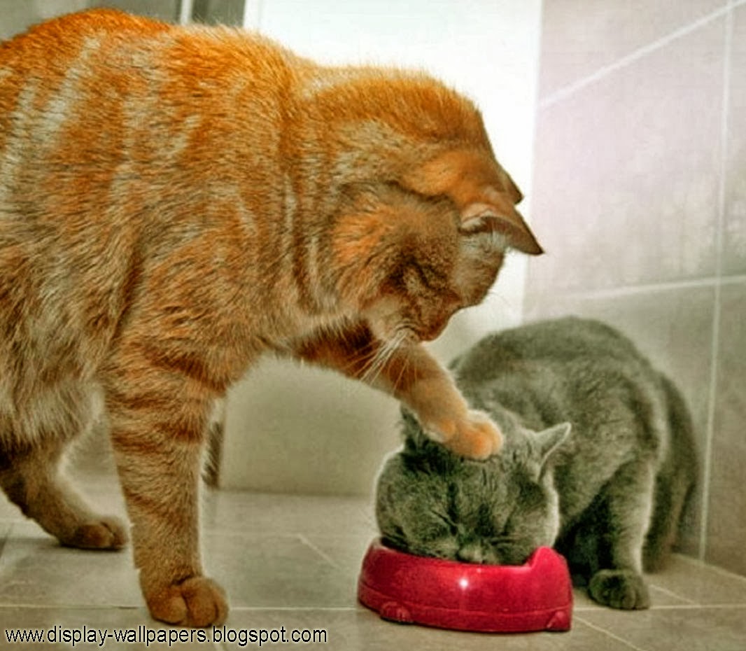 Very Funny Images Wallpaper WallpaperSafari Very Funny Images Wallpaper WallpaperSafari