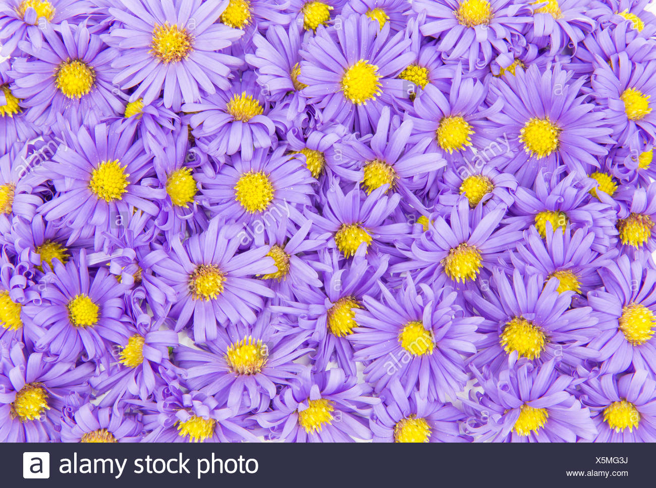 [41+] Aster Backgrounds | WallpaperSafari