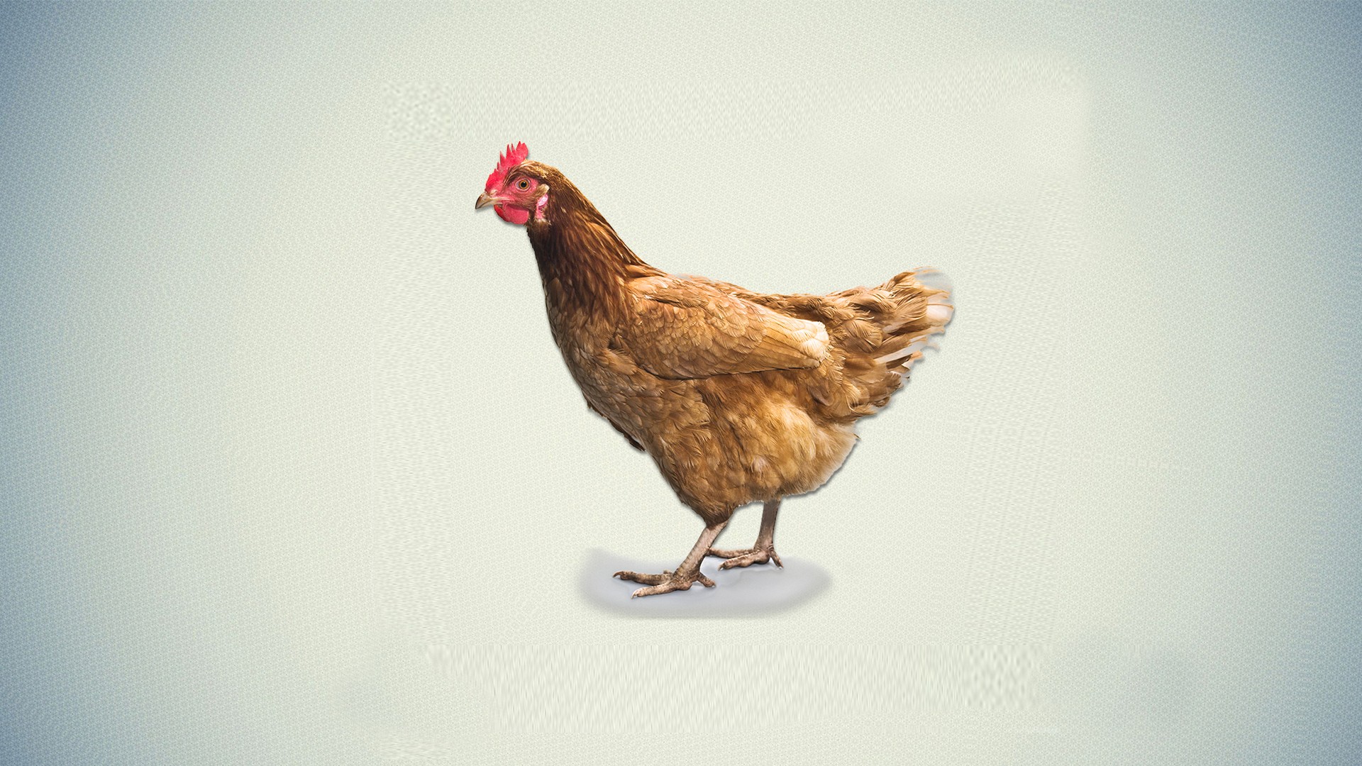 🔥 [40+] Chicken Wallpapers | WallpaperSafari