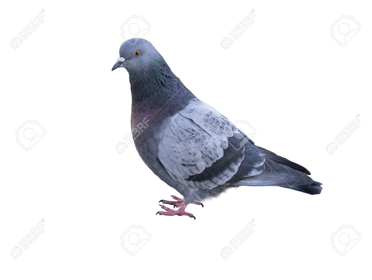 Jeremiah Nguyen Wallpaper Collection on WallpaperSafari