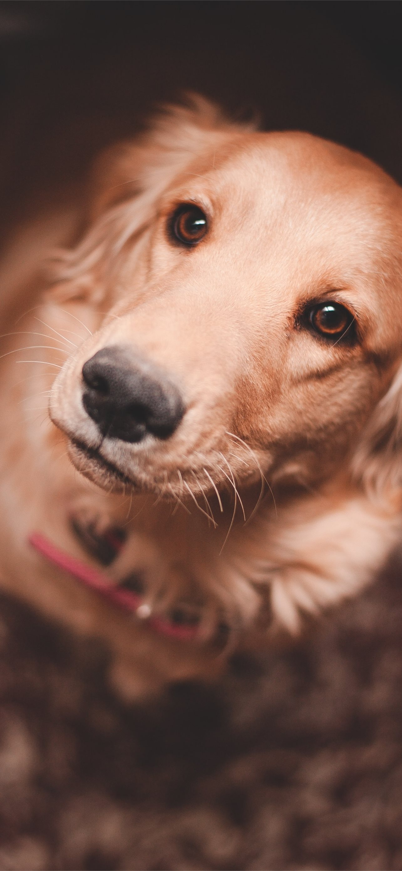 🔥 [40+] Dog Iphone Wallpapers | WallpaperSafari