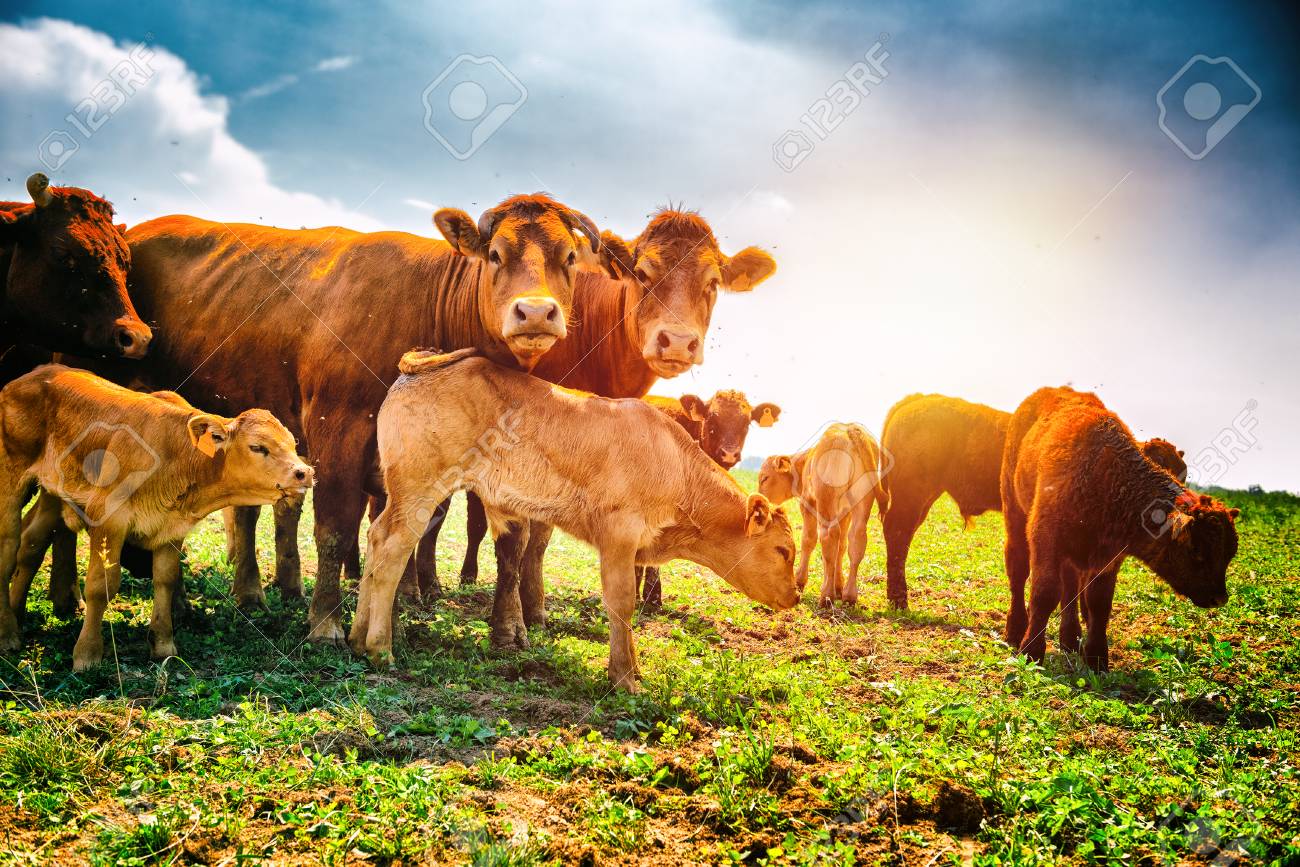 Free download Cute Little Calfs Grazing With Cows Agricultural ...