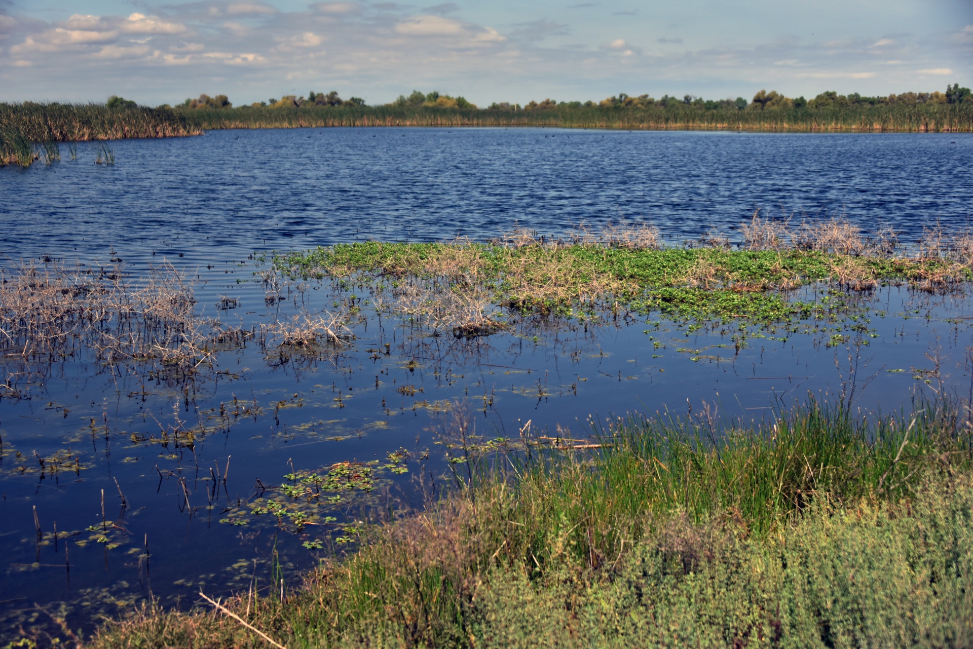 🔥 Free Download Wetlands Background Scenic Water Green Image From ...