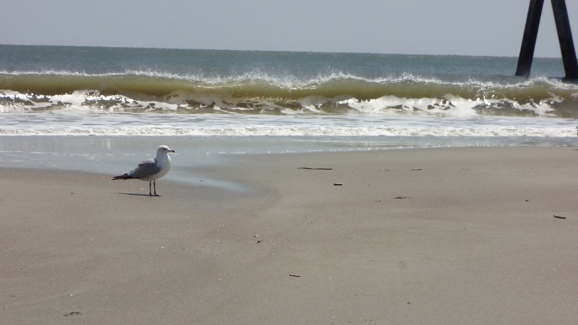 🔥 [40+] Tybee Wallpapers | WallpaperSafari