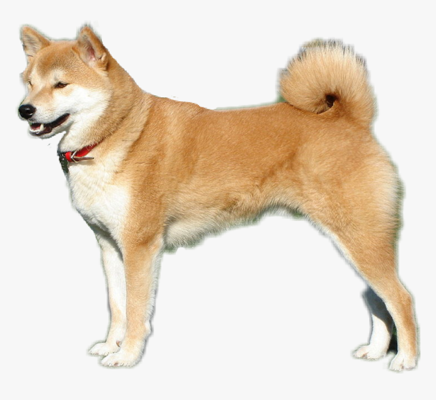 Dogo Shibe