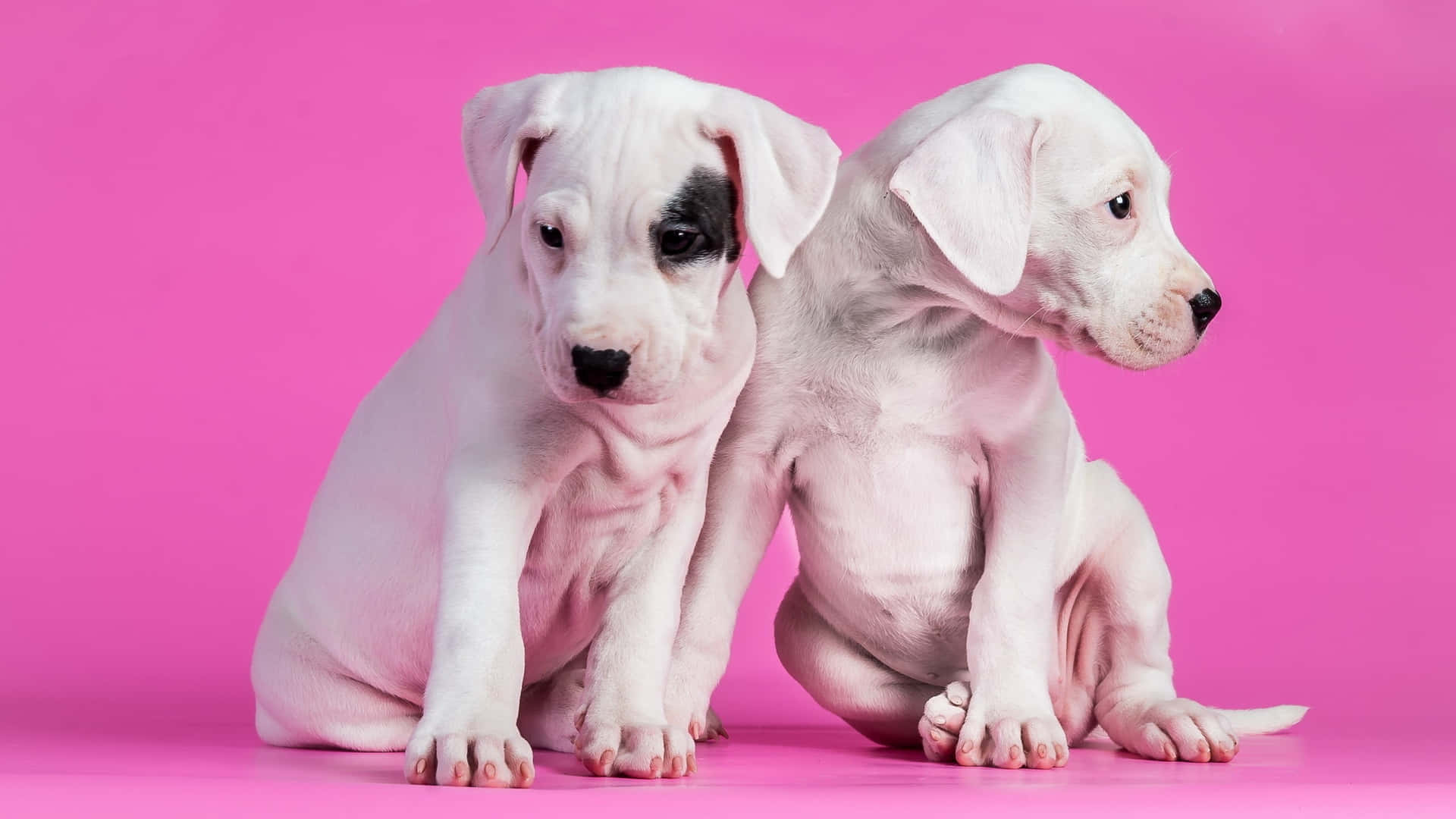 🔥 [70+] Pink Puppies Wallpapers | WallpaperSafari
