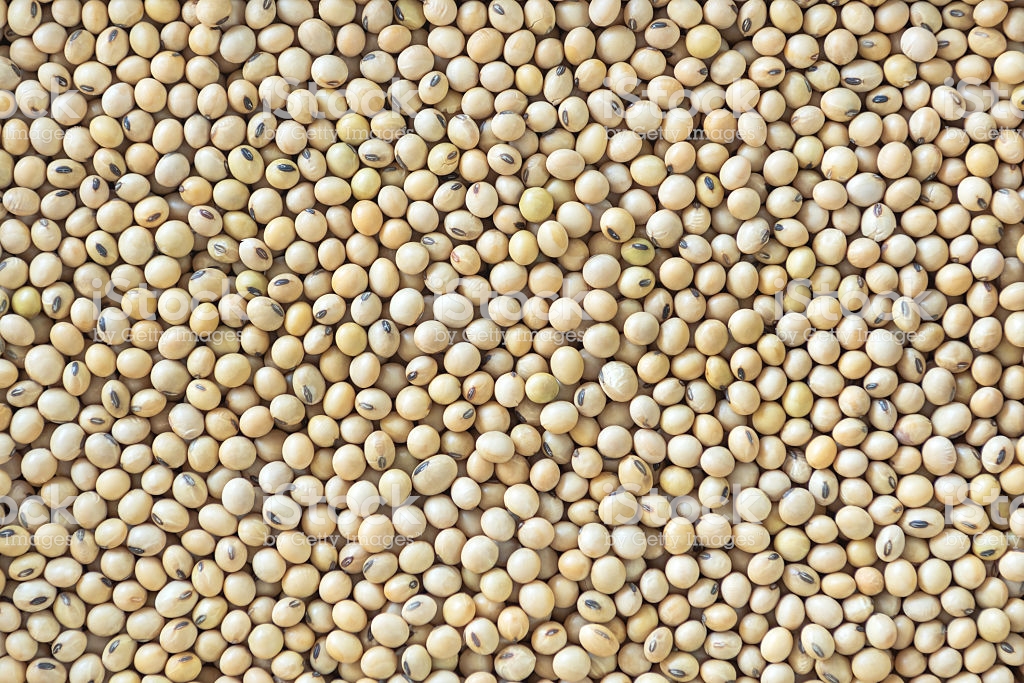 🔥 [37+] Soybean Background | WallpaperSafari