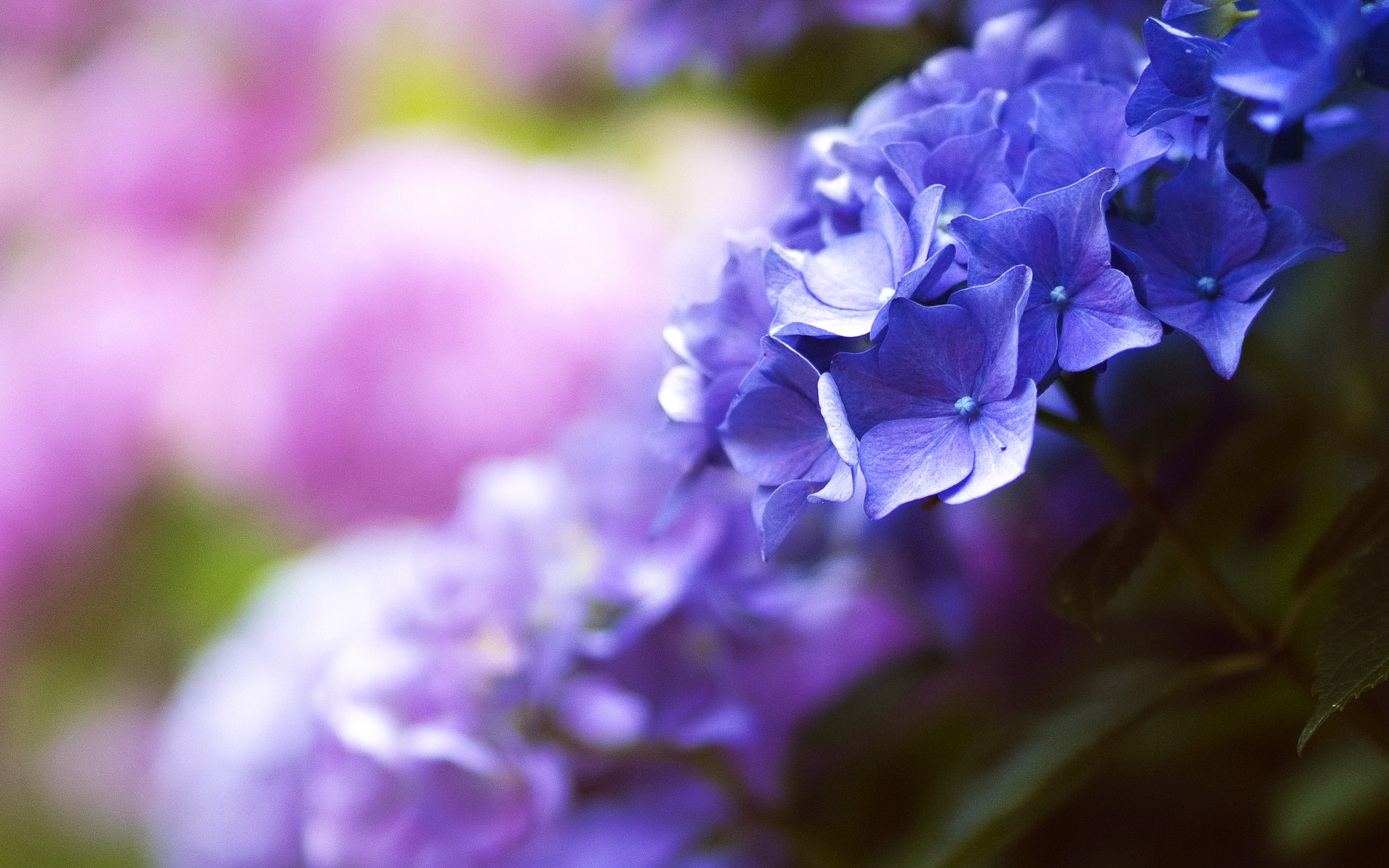 🔥 Free Download Flowers 4k Hd Wallpaper Image Photos And Picture by ...