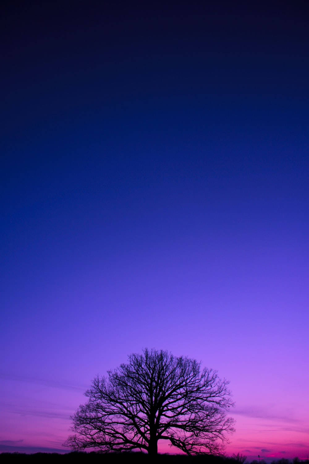 🔥 Free Download Purple Tree Wallpaper by @eabbott | WallpaperSafari