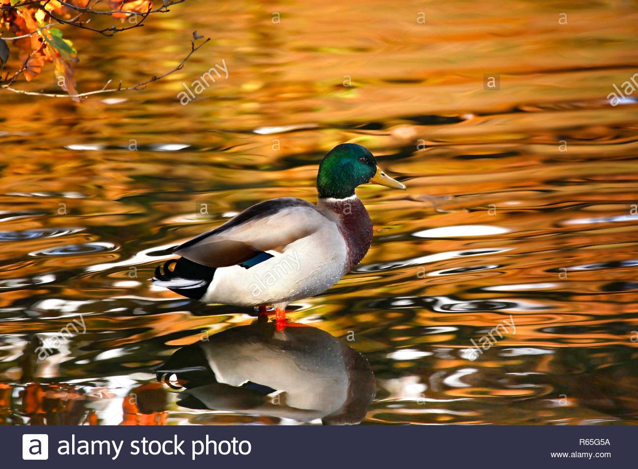 🔥 Free download Male mallard duck or drake with a background of rushes ...
