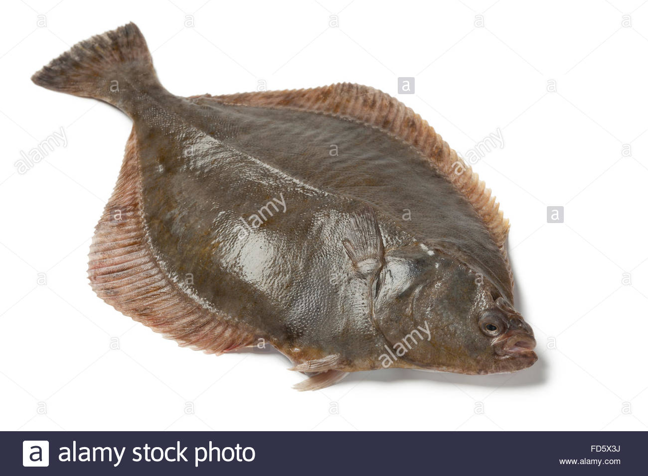 [40+] Flounder Backgrounds | WallpaperSafari