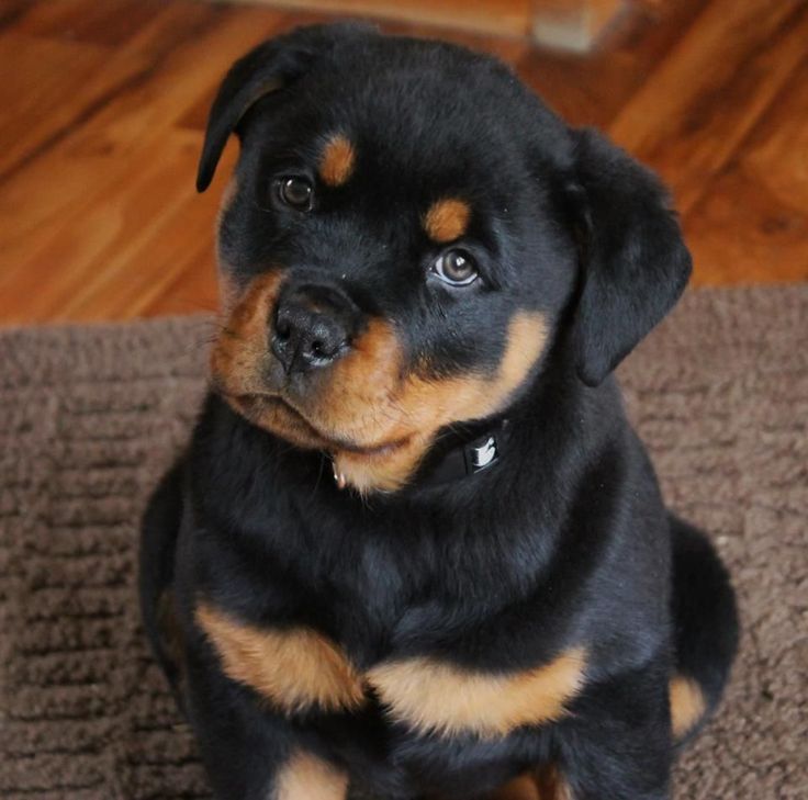 🔥 Free Download Very Cute Rottweiler Puppy Pictures And Image by ...
