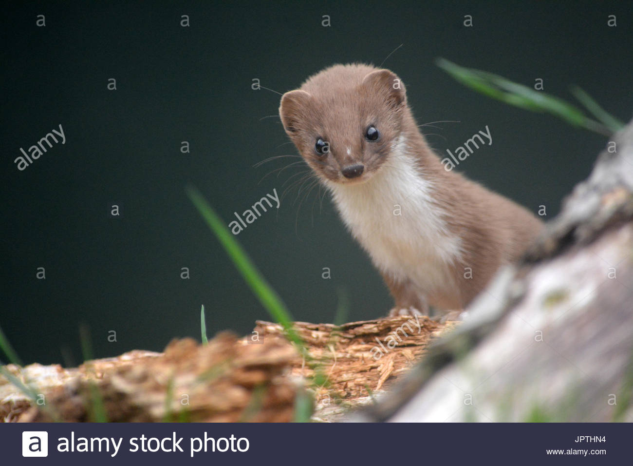 [51+] Stoat Backgrounds | WallpaperSafari