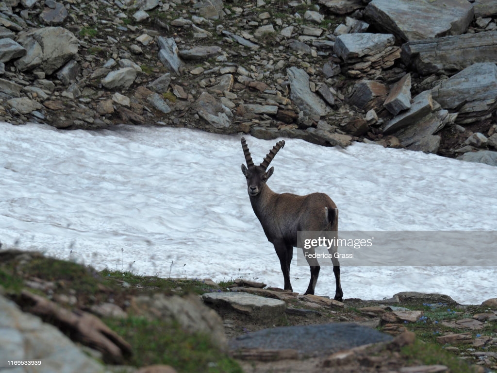 🔥 Free Download Alpine Ibex Or Steinbock Near Patch Of Snow In Bedretto ...