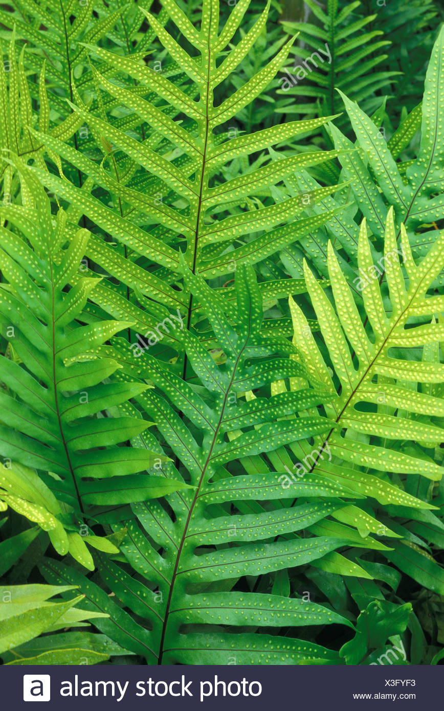 🔥 Free download Seamless Hawaiian Fern Lauae Illustration of a seamless ...
