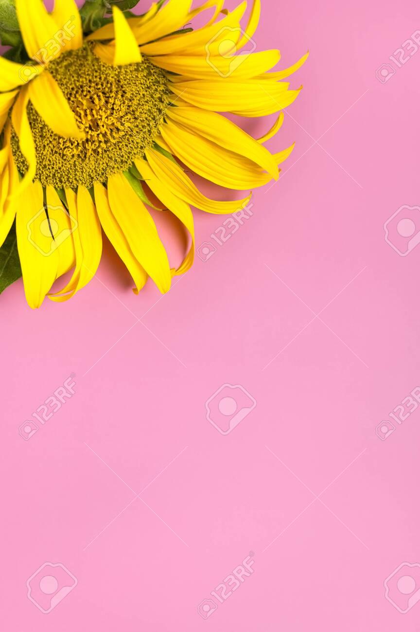 🔥 [32+] Pink Sunflower Wallpapers | WallpaperSafari
