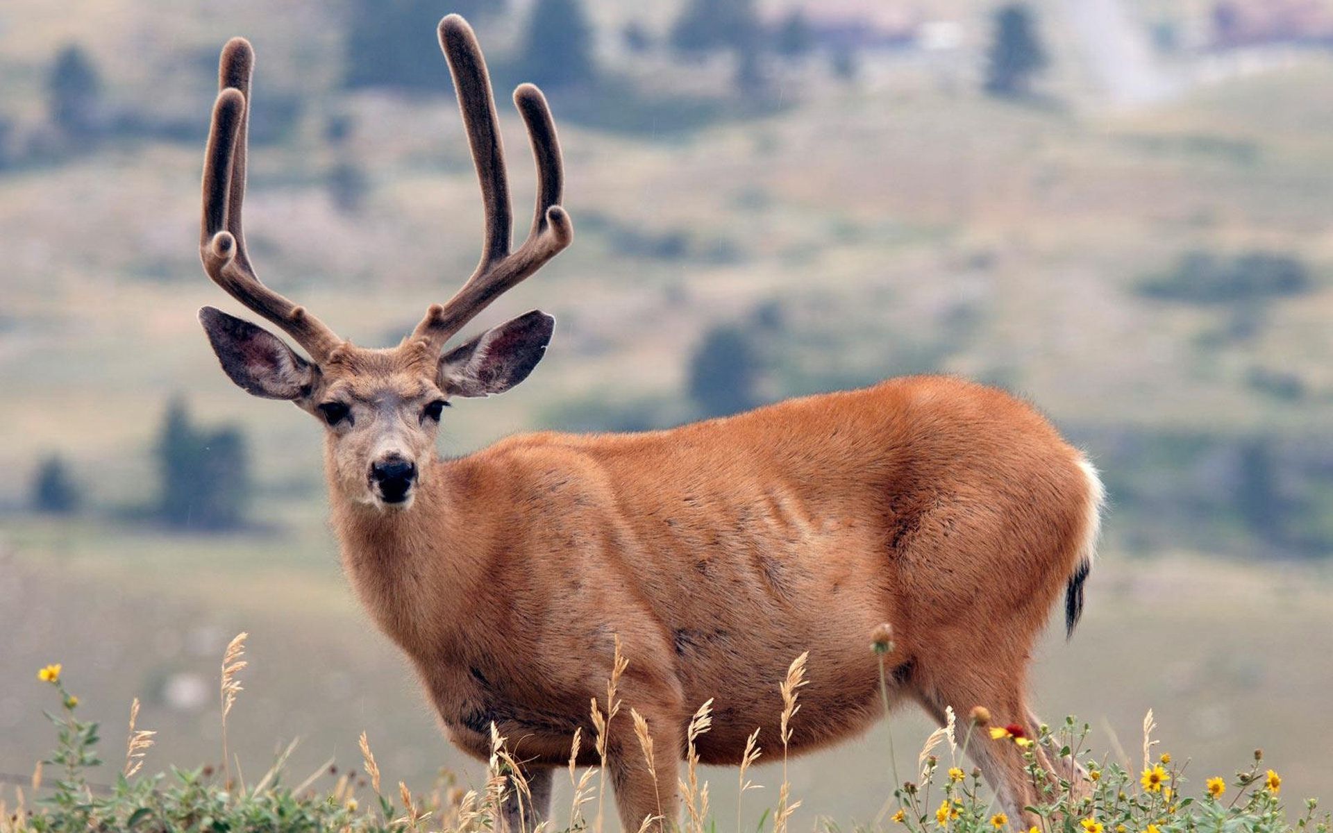 🔥 [50+] Deer Wallpapers | WallpaperSafari