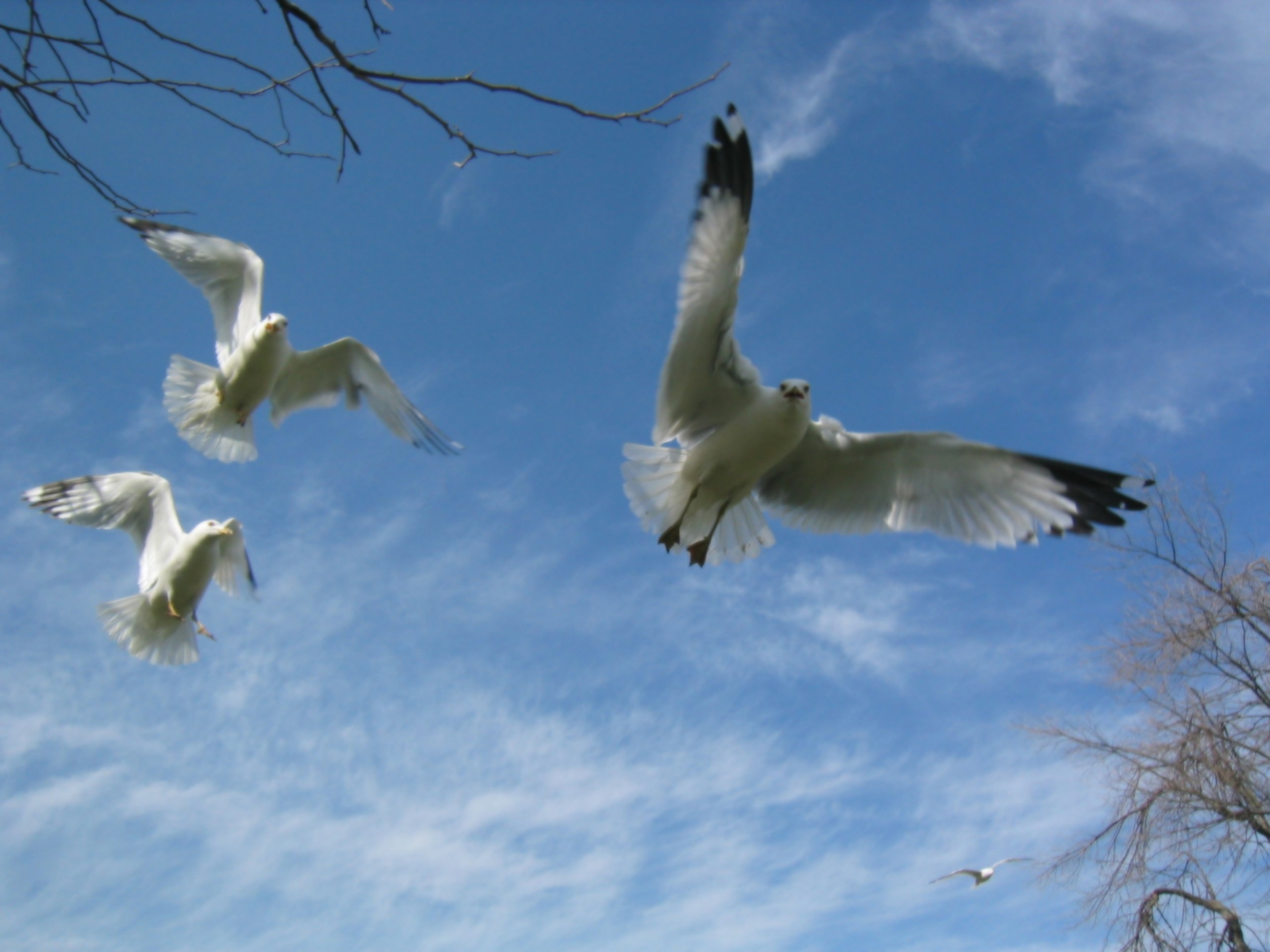 Free download Best Wallpaper Beautiful Seagull Wallpapers [1280x800 ...