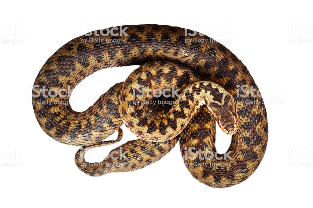 [44+] Adder Backgrounds | WallpaperSafari