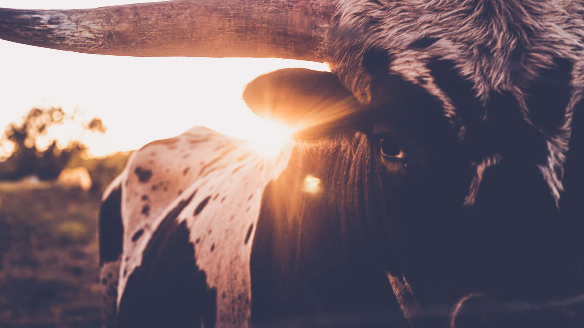 🔥 [50+] Texas Country Wallpapers | WallpaperSafari