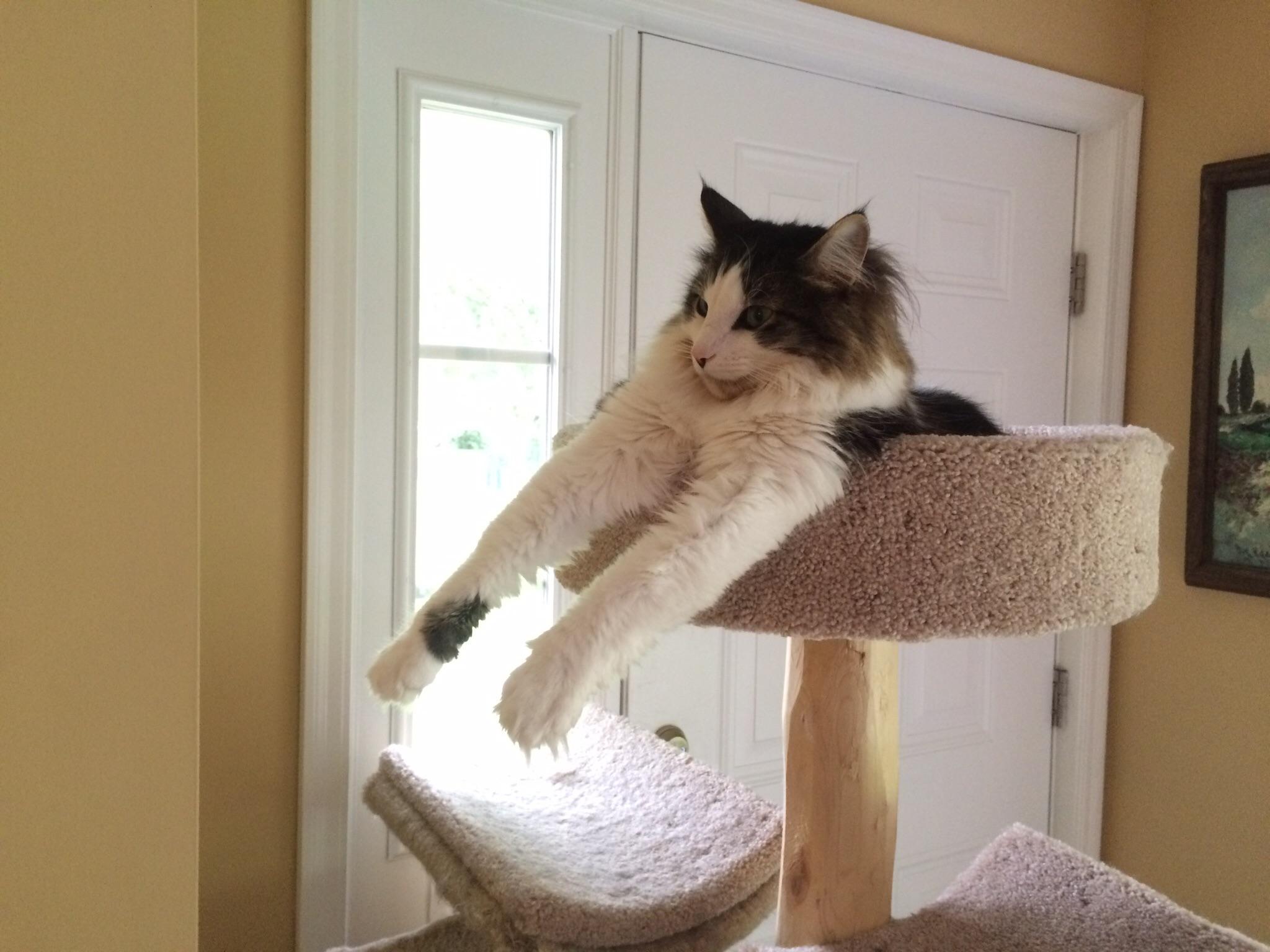 🔥 Free Download Meet Brawndo The Thirst Mutilator Aww by @hsnow67 ...