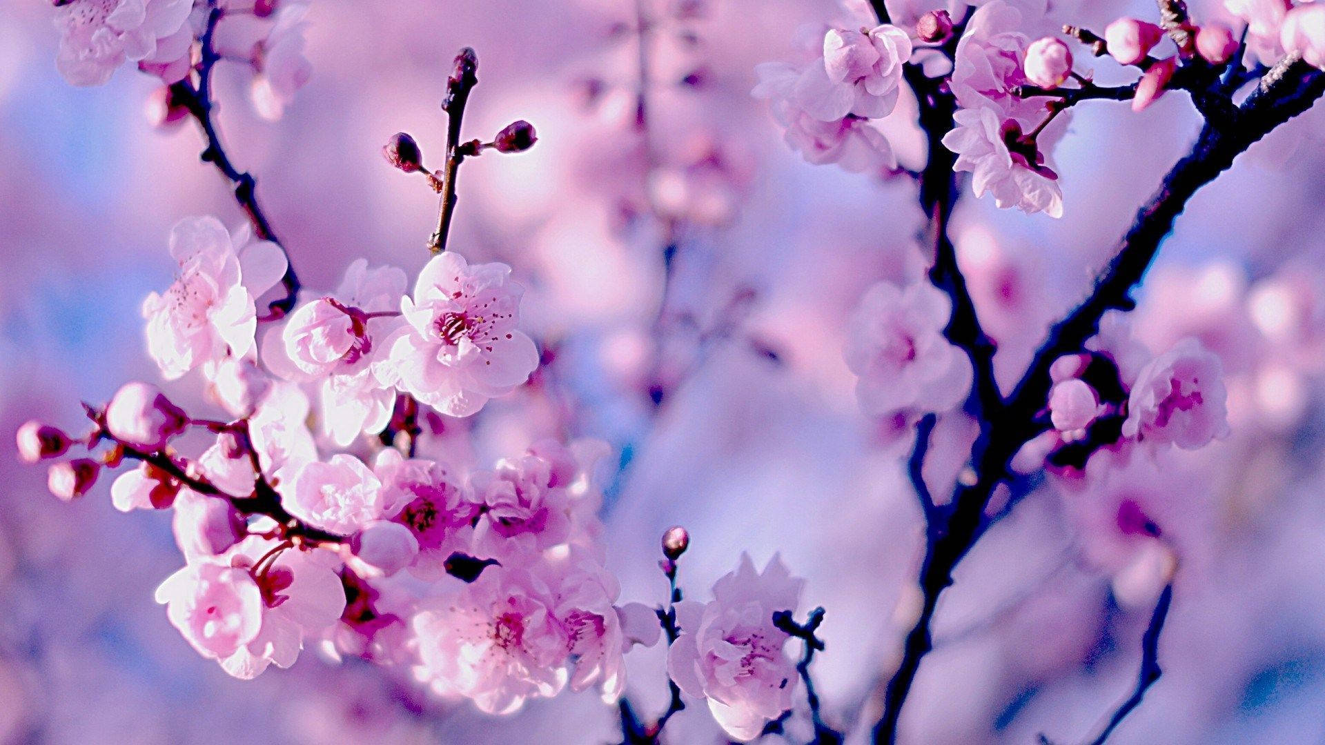 Spring Desktop Wallpaper Spring Desktop Wallpapers HD | PixelsTalk.Net