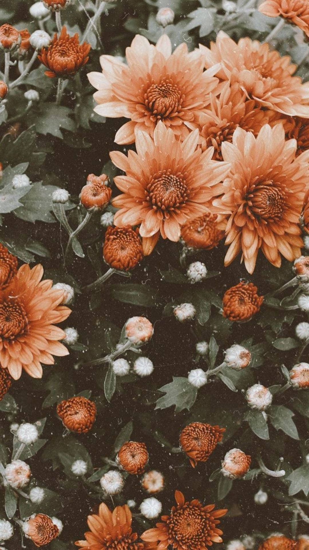 🔥 [40+] Flower Aesthetic Wallpapers | WallpaperSafari