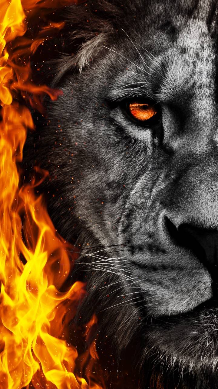 🔥 [40+] Angry Lion Wallpapers | WallpaperSafari