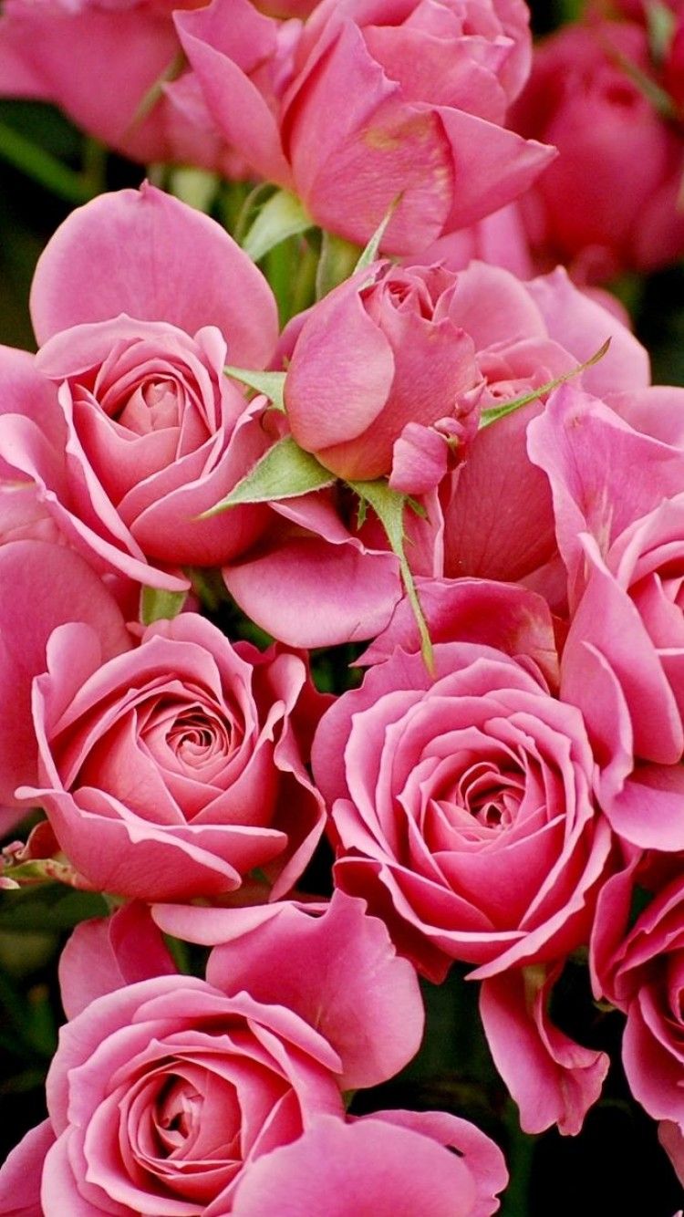 🔥 Free Download Bunga Portrait Wallpaper Teahub Io by @johnbishop ...