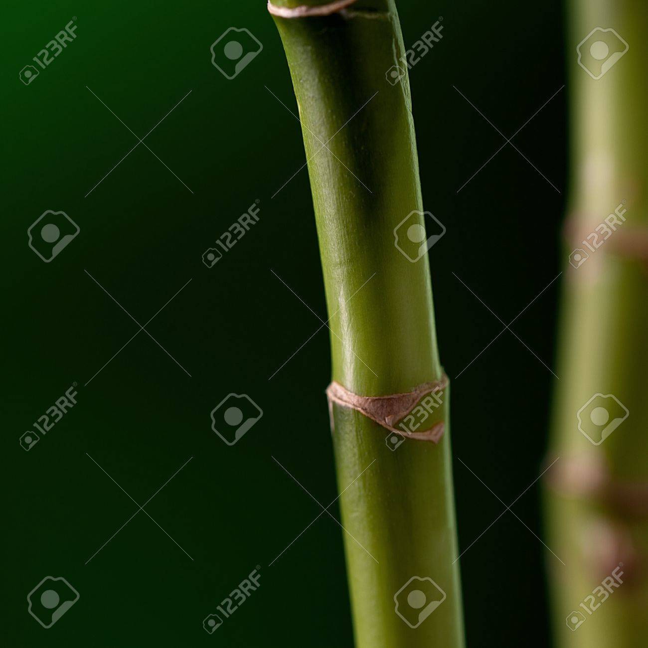 [36+] Bambo Background | WallpaperSafari