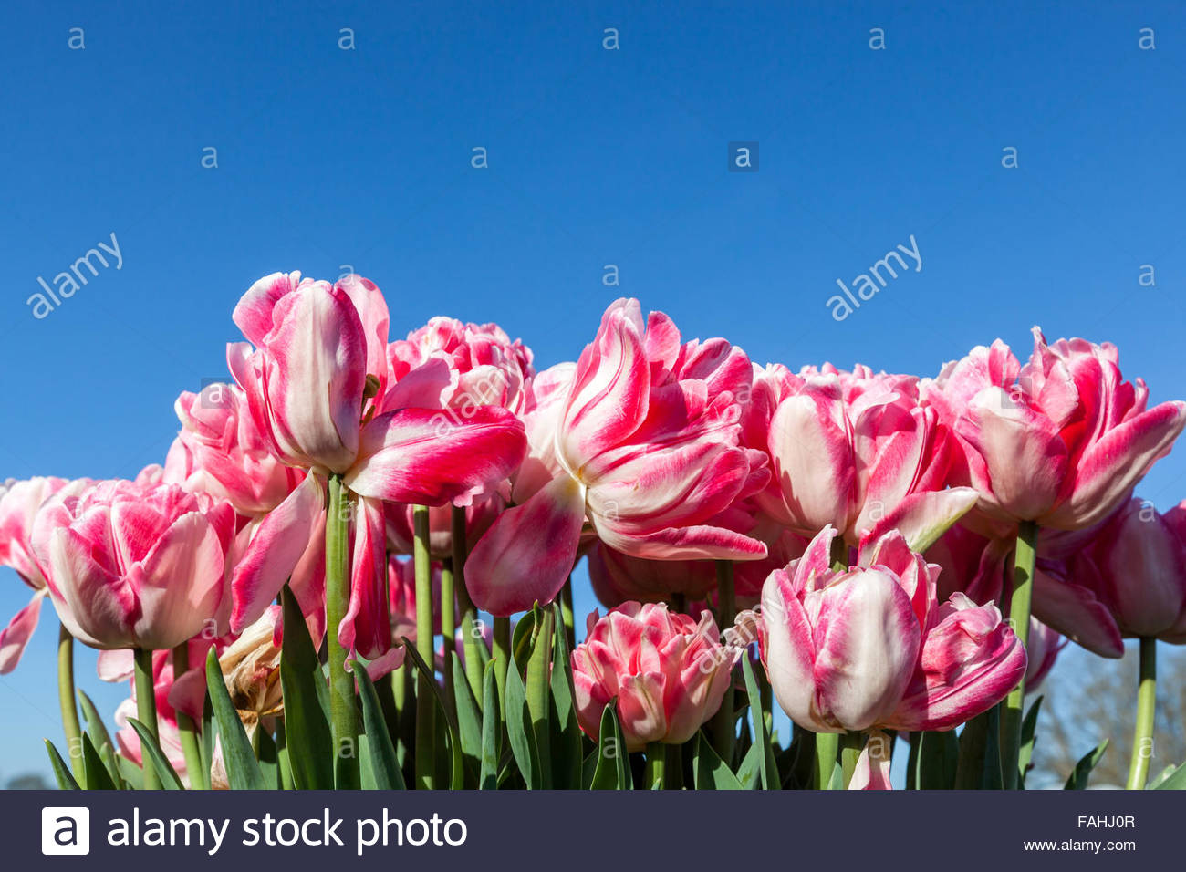 [44+] Frilly Background | WallpaperSafari