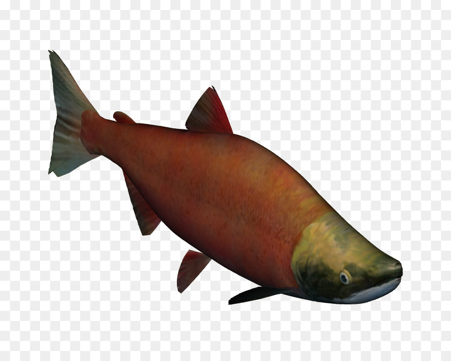 Free download Shark Fin Background [900x900] for your Desktop, Mobile ...