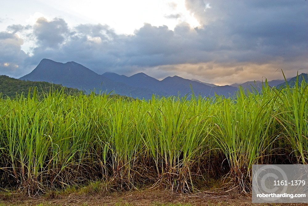 🔥 Free Download Sugar Cane Paddock With Mount Stock Photo by ...