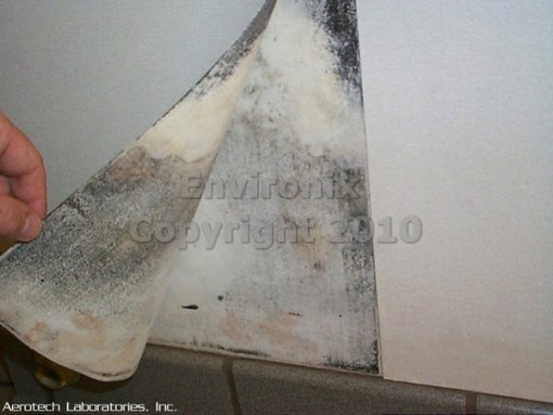 [35+] Mold on Wallpaper on WallpaperSafari