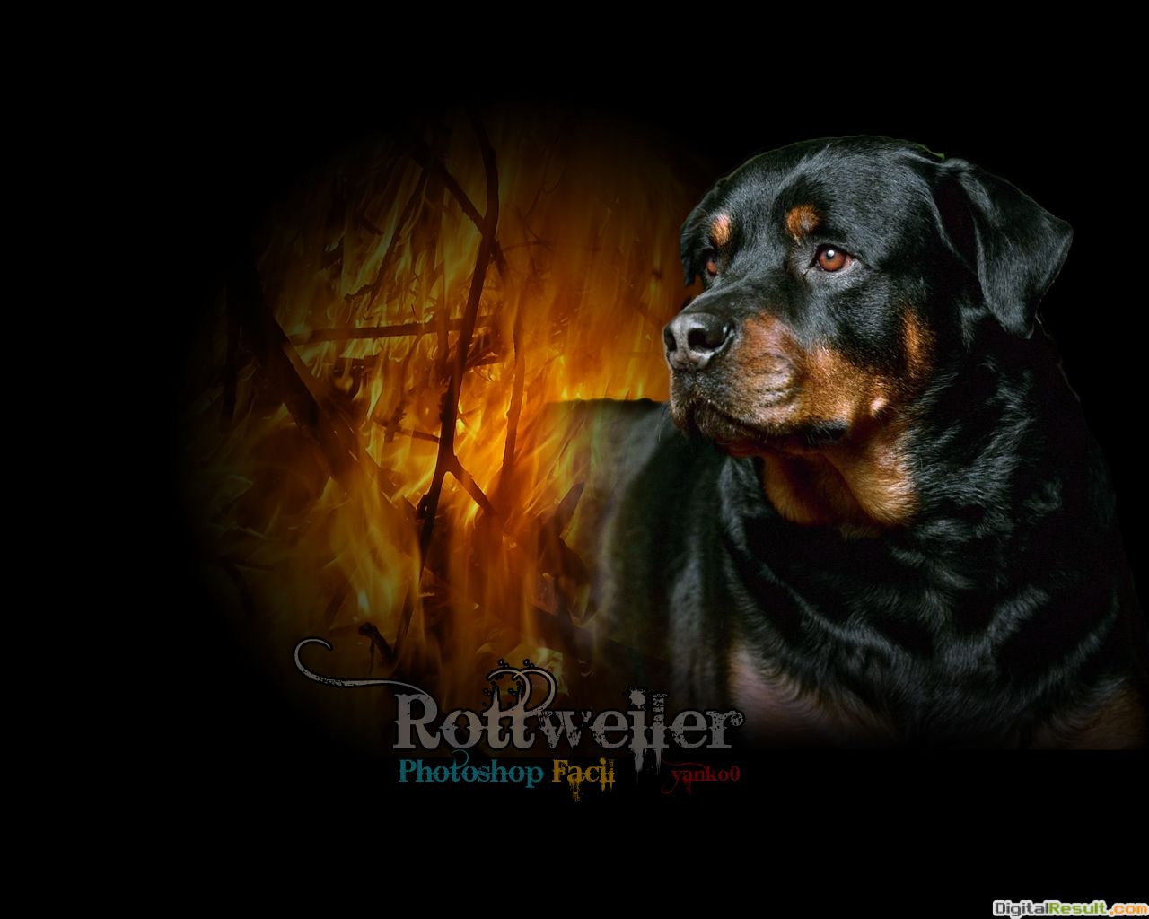 🔥 Free Download Hd Image Rottweiler Collection by @csmith80 ...