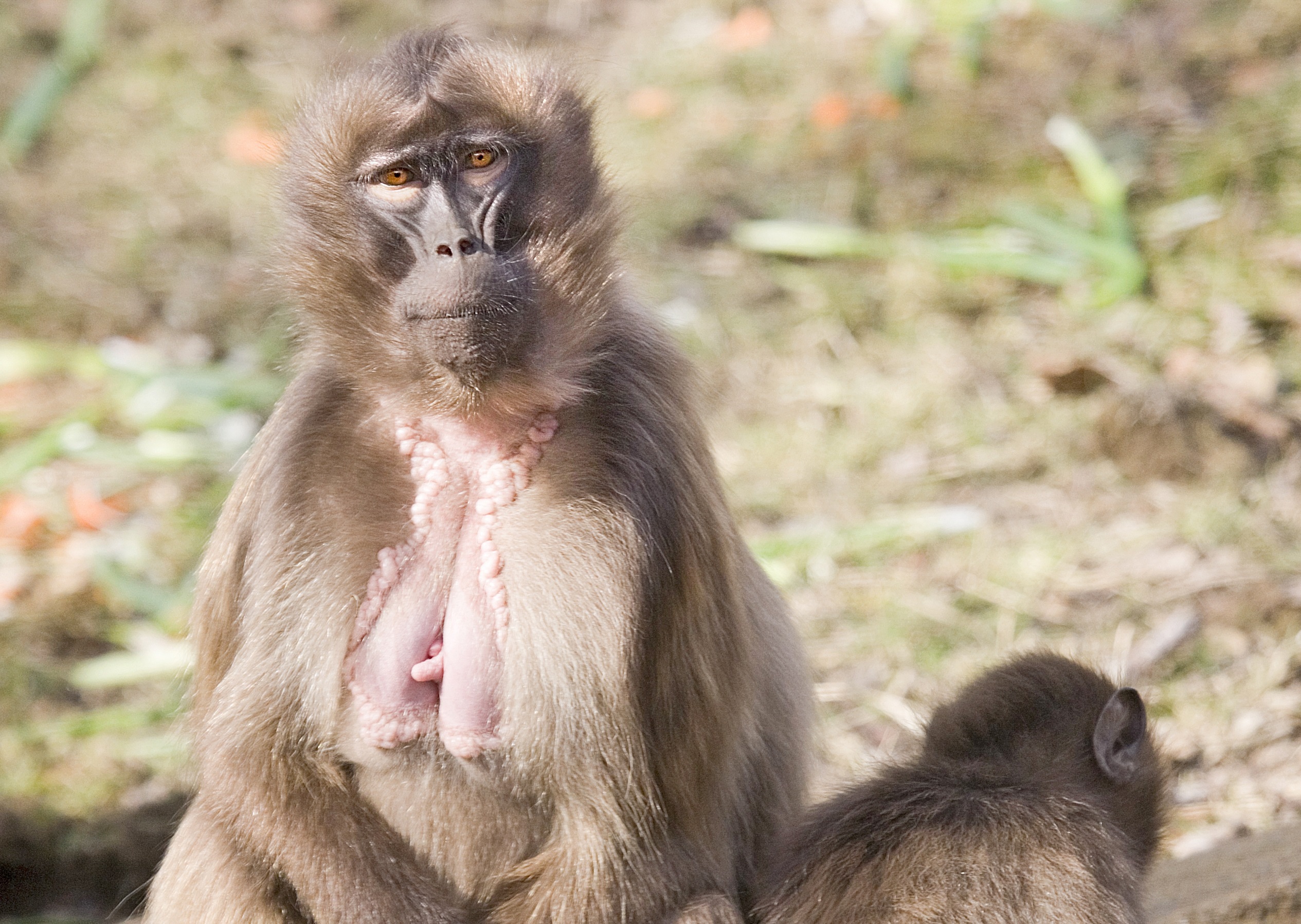 🔥 Free Download Baboon Wallpaper Image Photos Picture by @jmooney61 ...