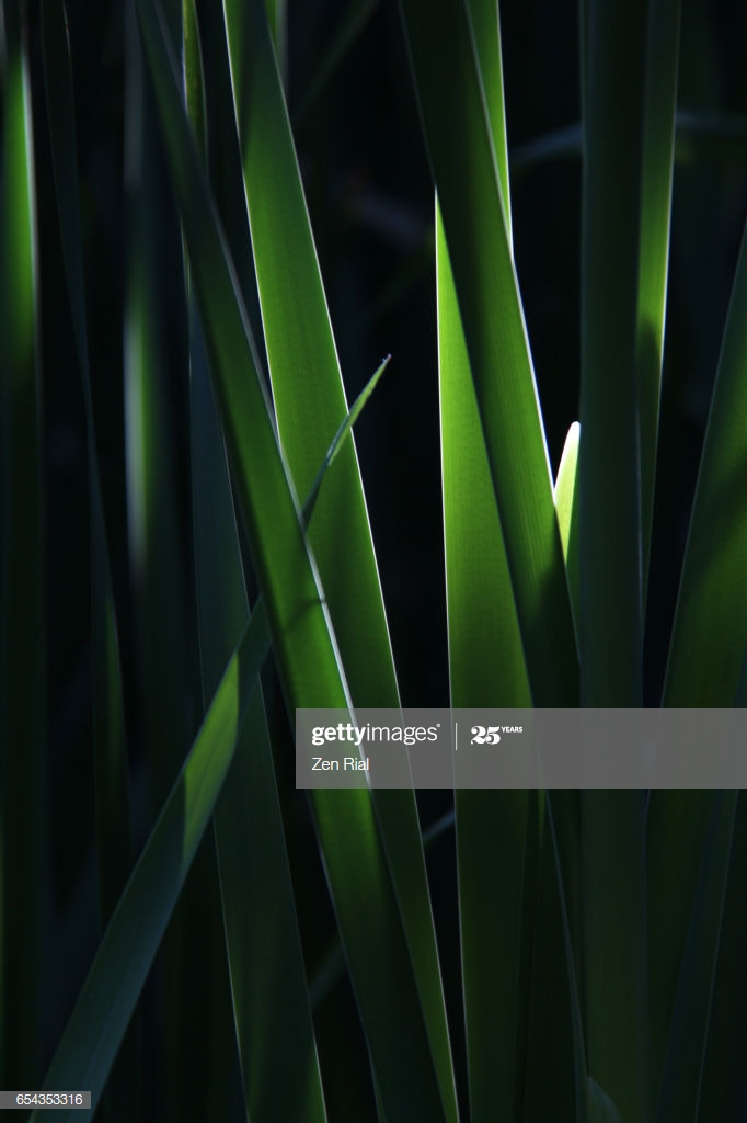 🔥 [14+] Backlit Backgrounds | WallpaperSafari