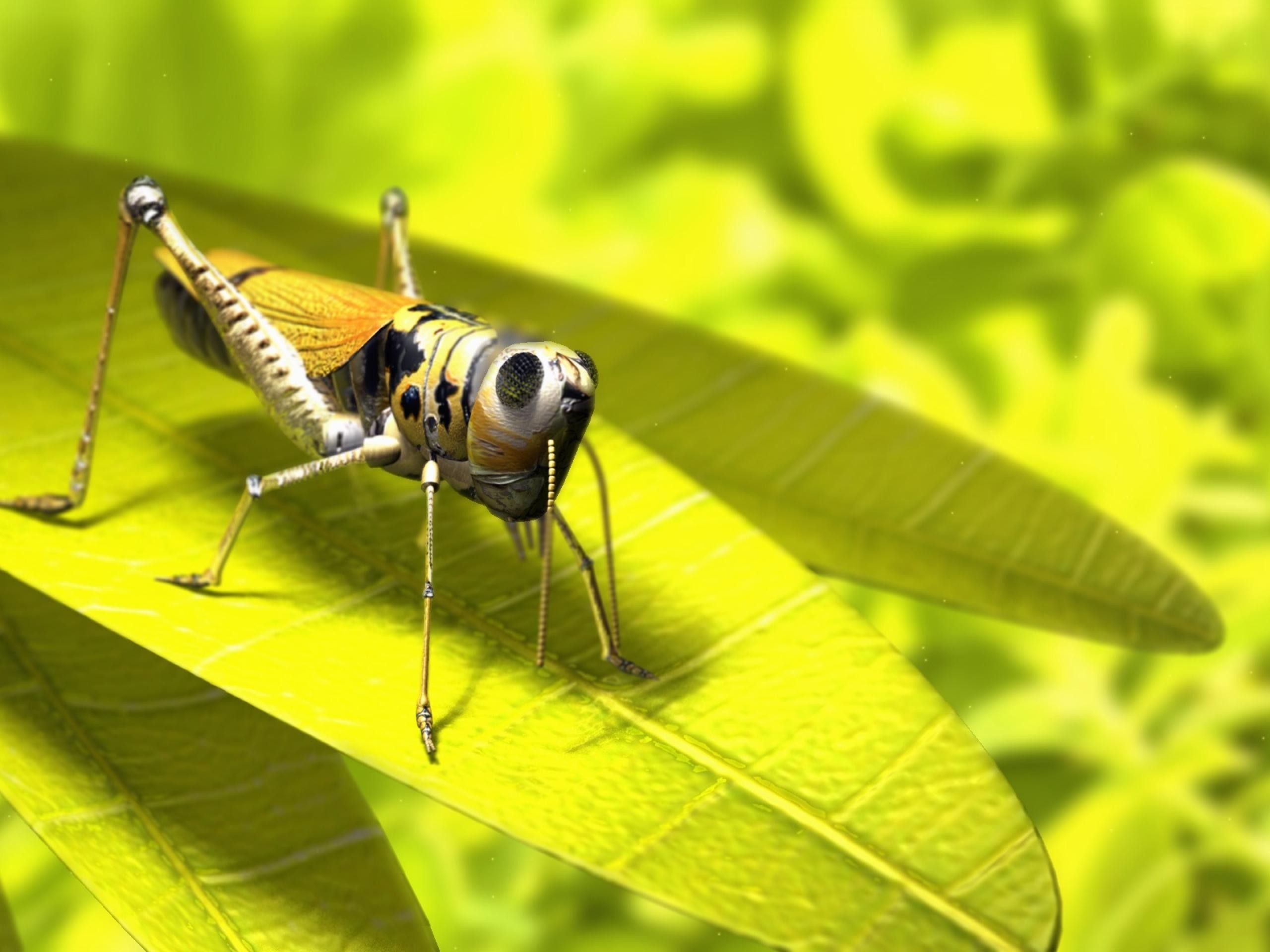 🔥 Free Download Grasshopper Computer Wallpaper Desktop Background by ...