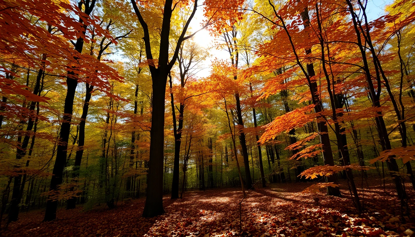 🔥 Free Download Fall Forest Wallpaper by @crose | WallpaperSafari