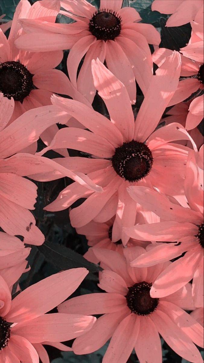 🔥 [30+] Pink Sunflower Wallpapers | WallpaperSafari