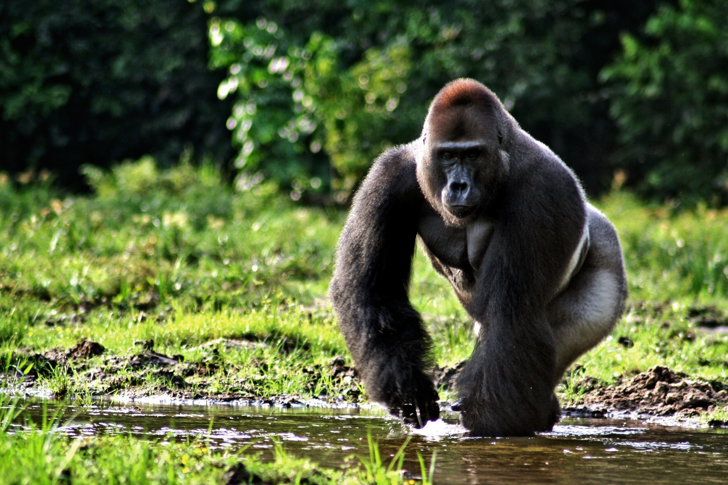 39 HD Gorilla Wallpapers WallpaperSafari 39 HD Gorilla Wallpapers WallpaperSafari