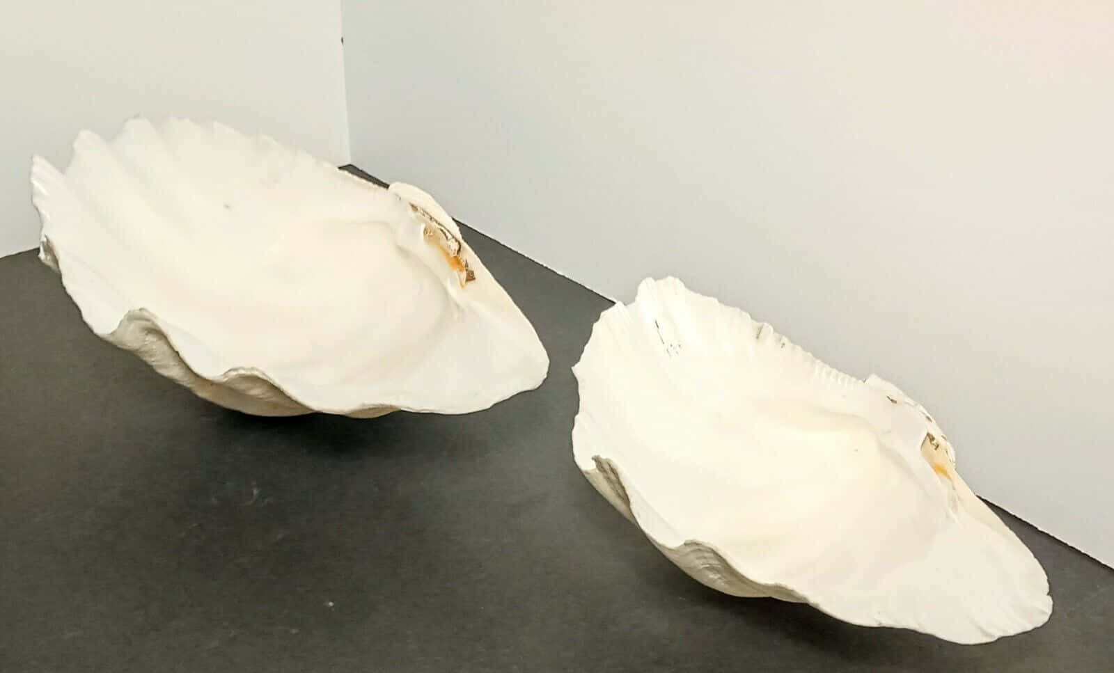 🔥 Free Download Clam Shell X Wallpaper by @coleadams | WallpaperSafari