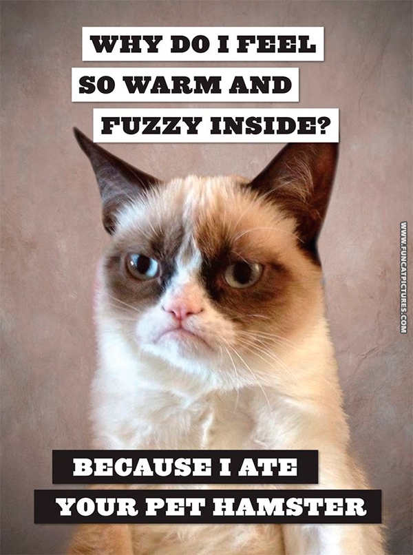 🔥 [50+] Funny Grumpy Cat Wallpapers | WallpaperSafari