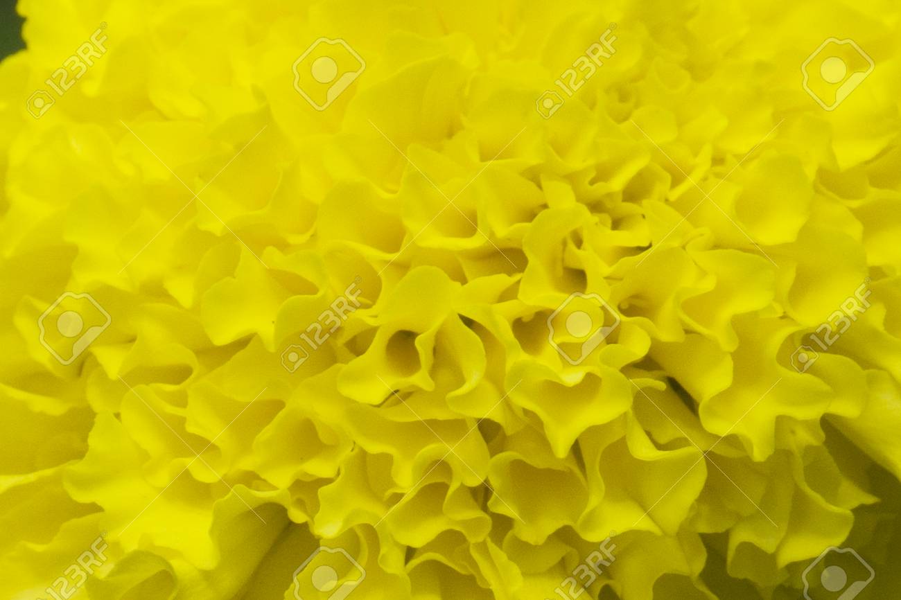 🔥 [40+] Marigold Background | WallpaperSafari