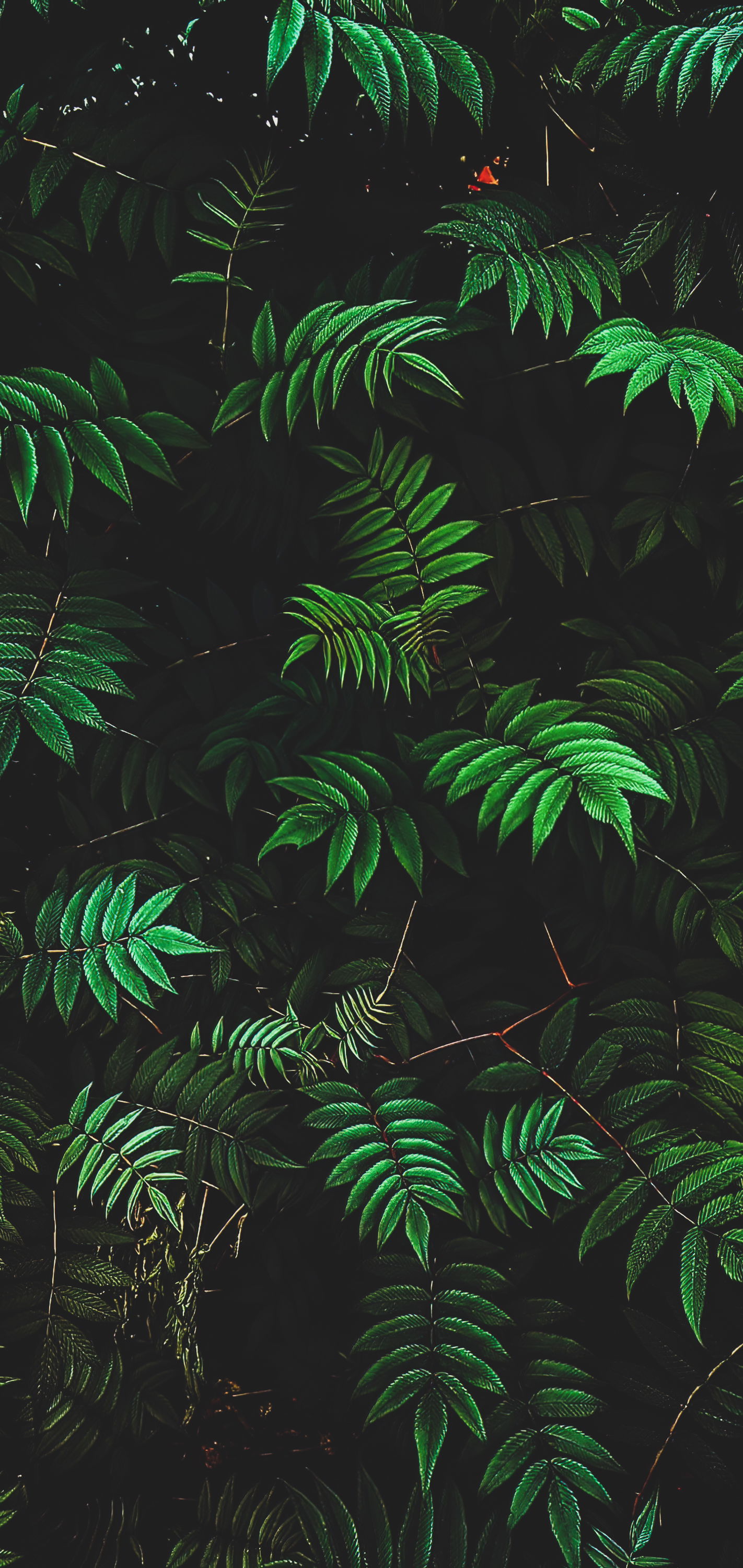 🔥 Free Download Red Leaves Iphone Wallpaper by @ckane | WallpaperSafari
