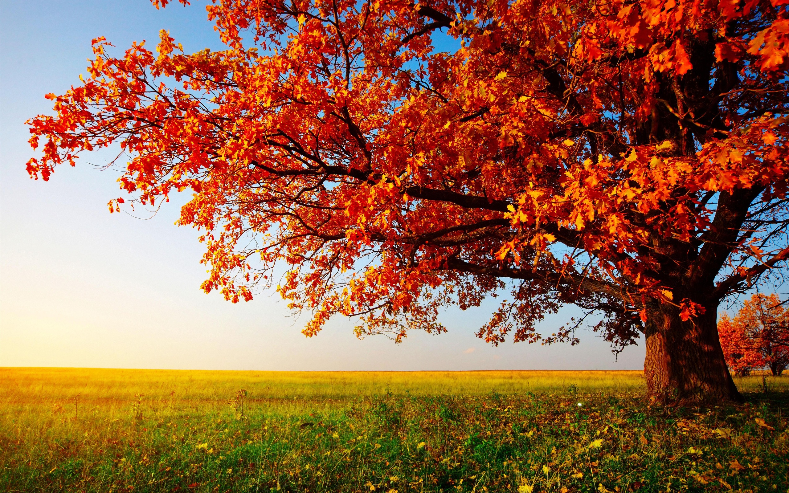 🔥 [50+] Tree Wallpapers | WallpaperSafari