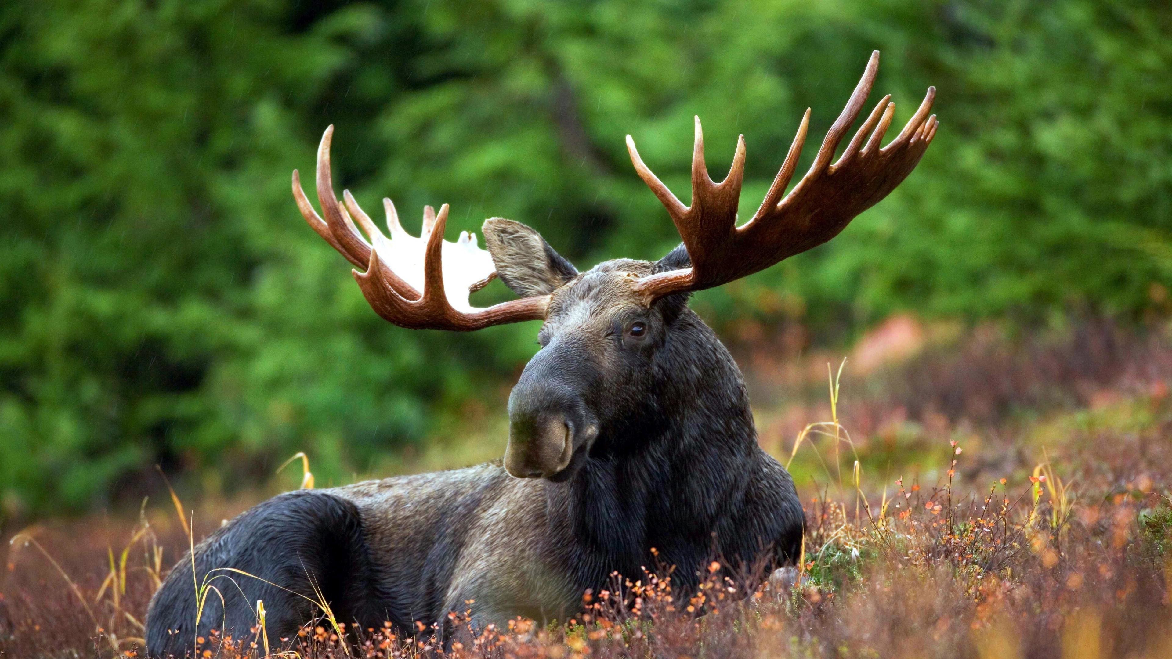 🔥 [50+] Moose Wallpapers | WallpaperSafari