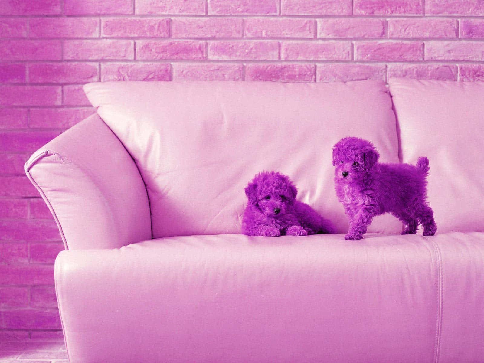 🔥 [70+] Pink Puppies Wallpapers | WallpaperSafari