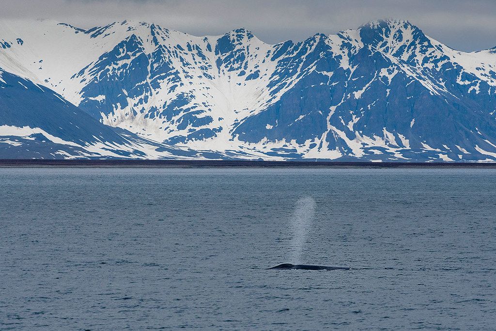 🔥 Free Download Blue Whale Blowing Water In The Artic Svalbard Islands ...